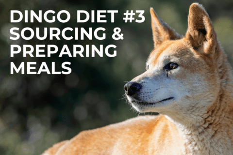 Dingo diet: What to feed your adopted dingo (Part 1) | Melody Dexter